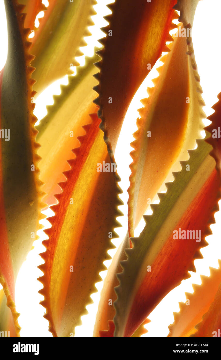 twisted italian pasta Stock Photo - Alamy