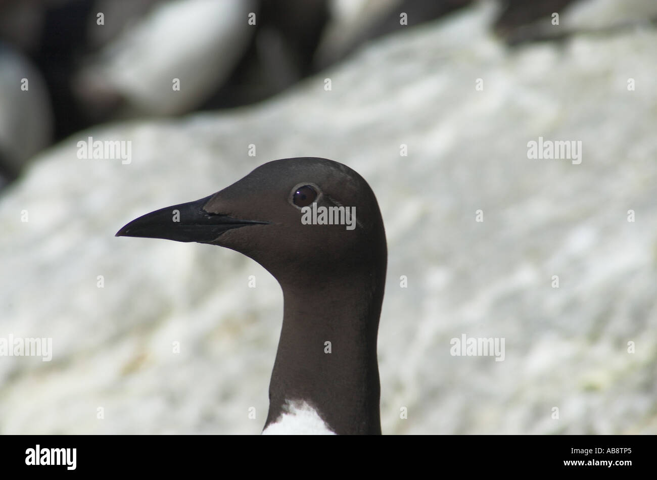 Treshnish islands animals hi-res stock photography and images - Alamy