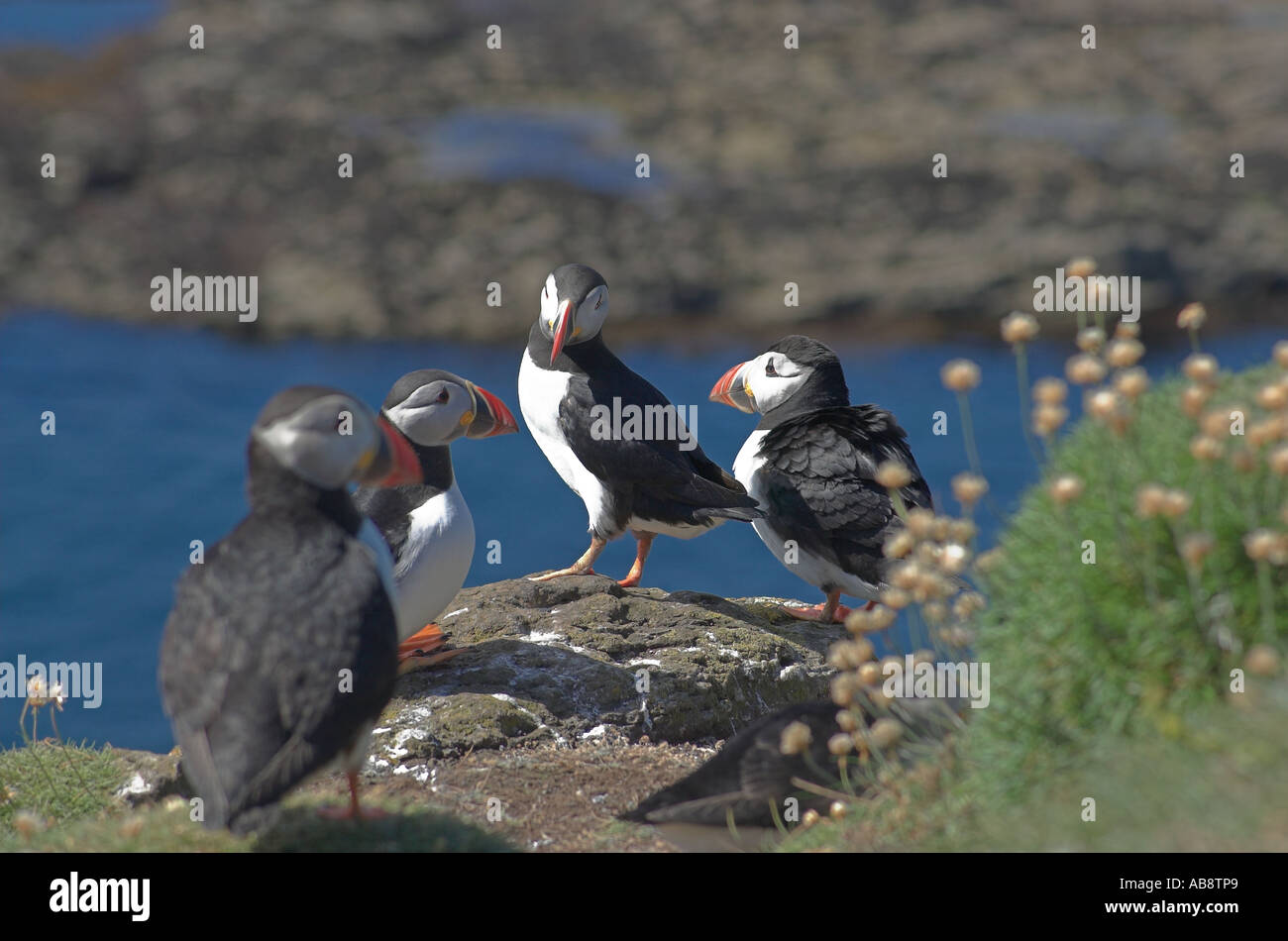 Treshnish islands animals hi-res stock photography and images - Alamy