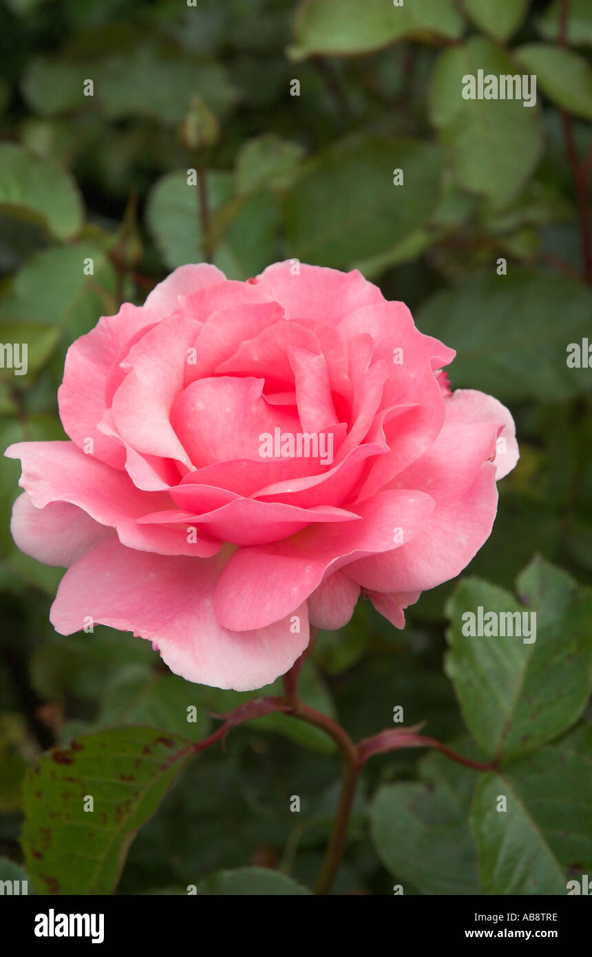Hill tarvit gardens hi-res stock photography and images - Alamy