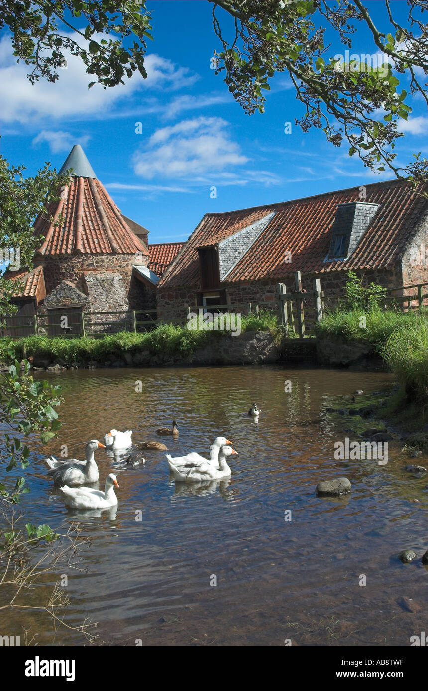 Lothian avian hi-res stock photography and images - Alamy