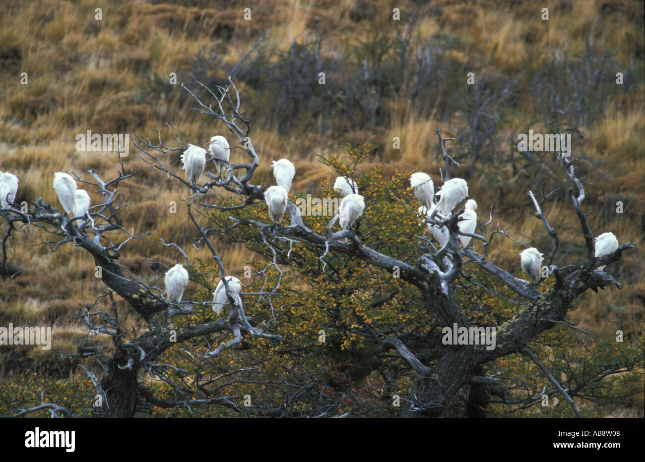 Cattle egrets resting on tree Stock Photo - Alamy