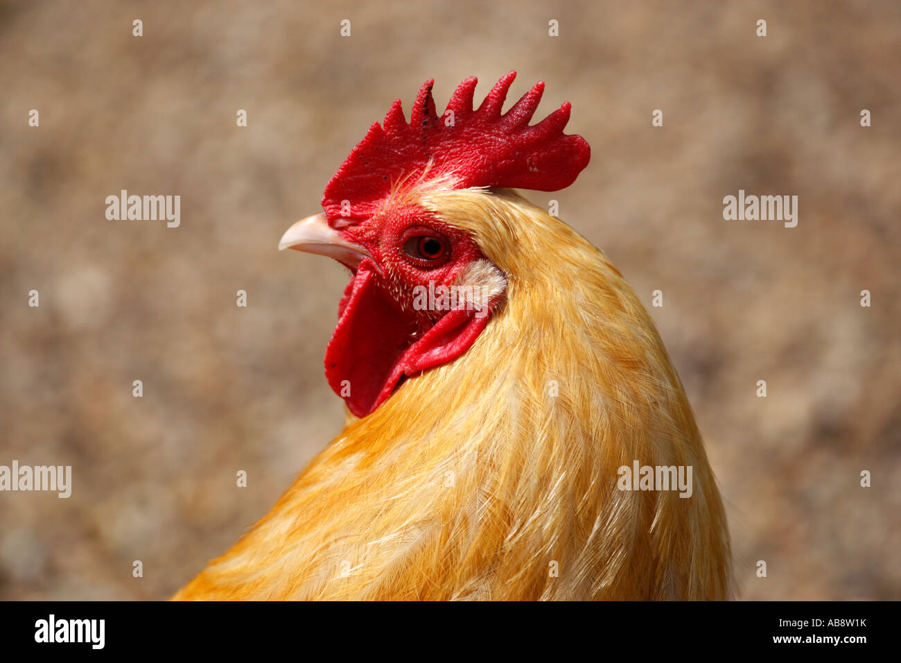 Chicken profile hi-res stock photography and images - Alamy