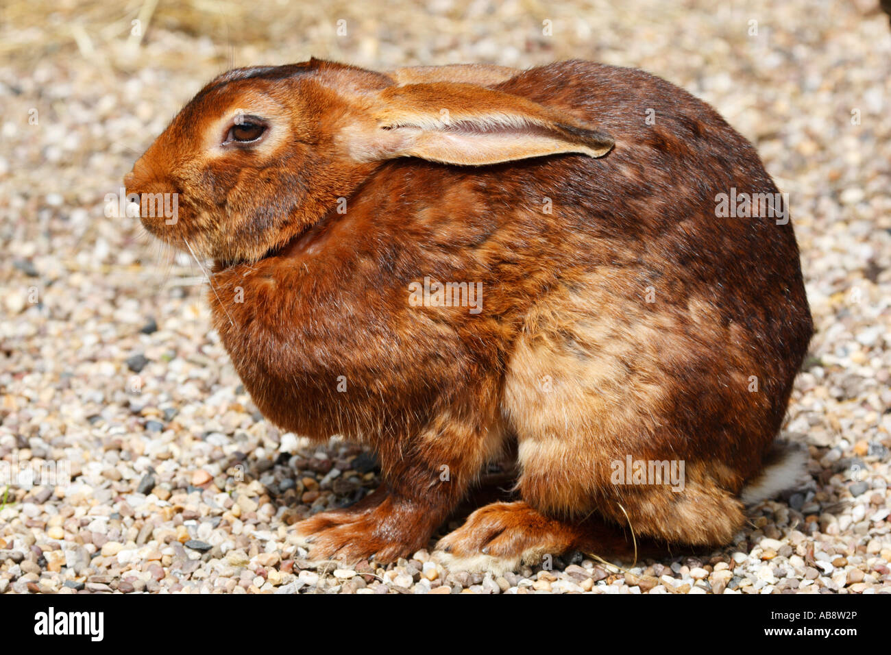 Rabbit brown hi-res stock photography and images - Alamy