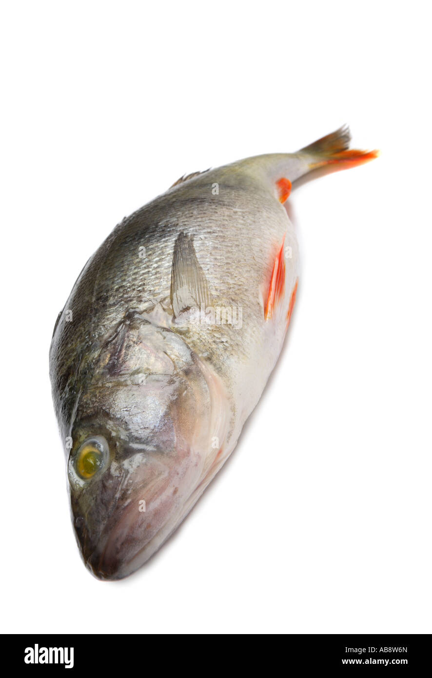 Perch isolated on white Stock Photo - Alamy
