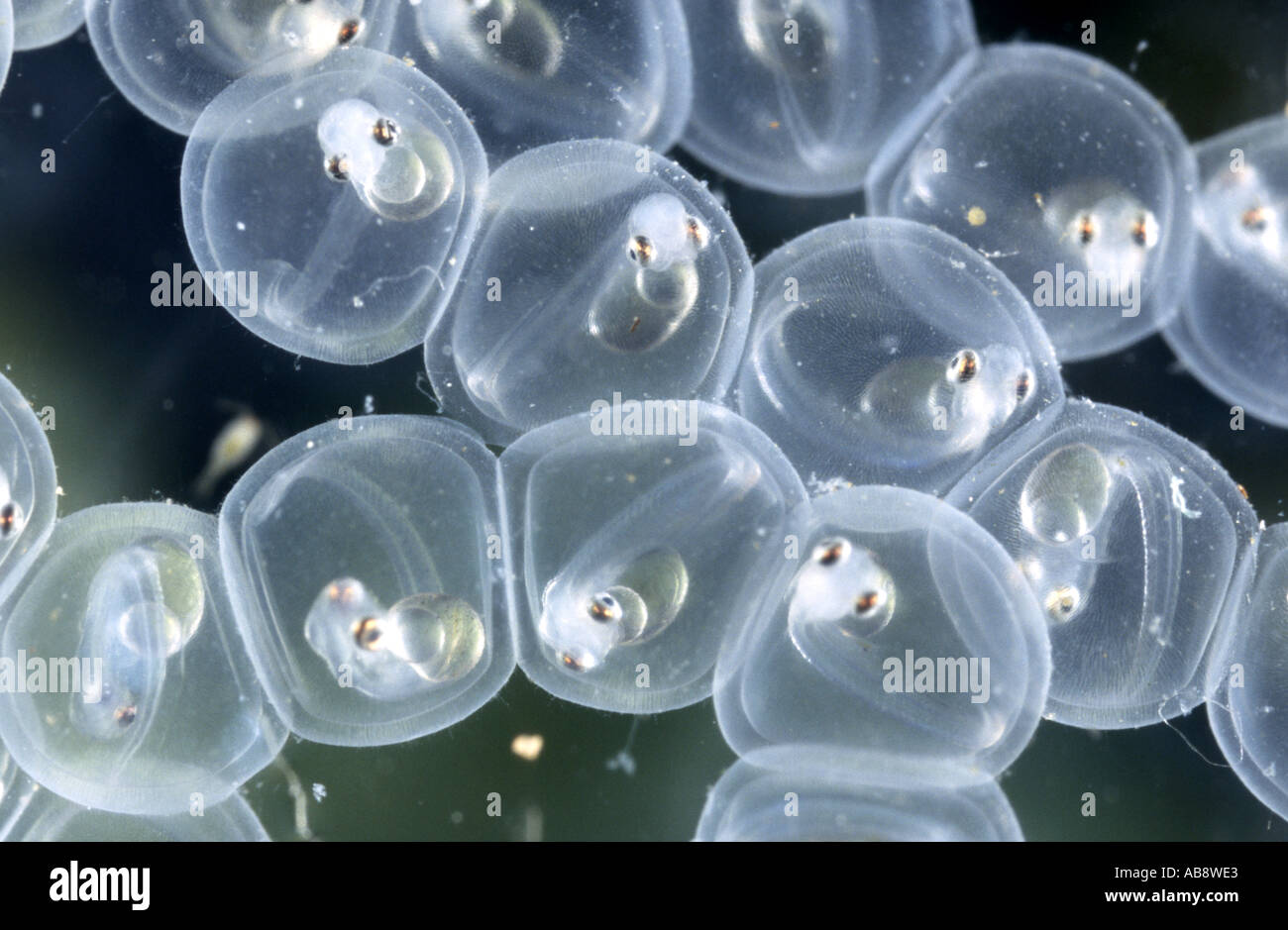 perch, European perch, redfin perch (Perca fluviatilis), string of ...