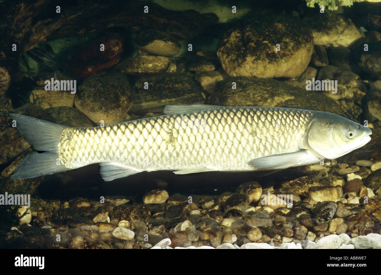 75 cm long hi-res stock photography and images - Alamy