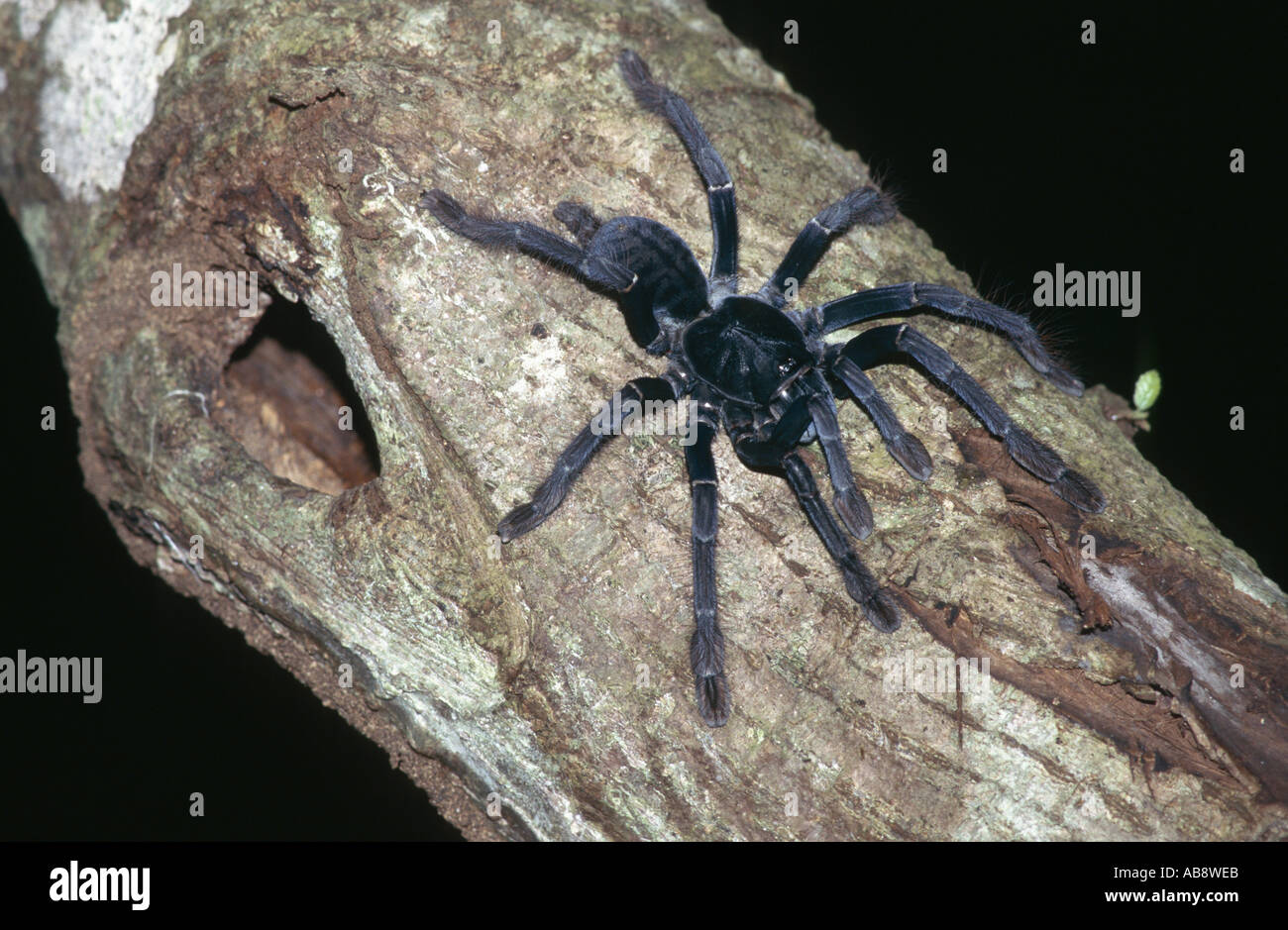 On tree in front of cave hi-res stock photography and images - Alamy