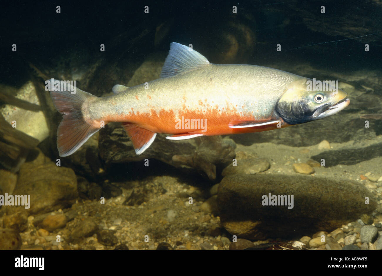 char, charr, Arctic char, Arctic charr (Salvelinus alpinus), adult in ...