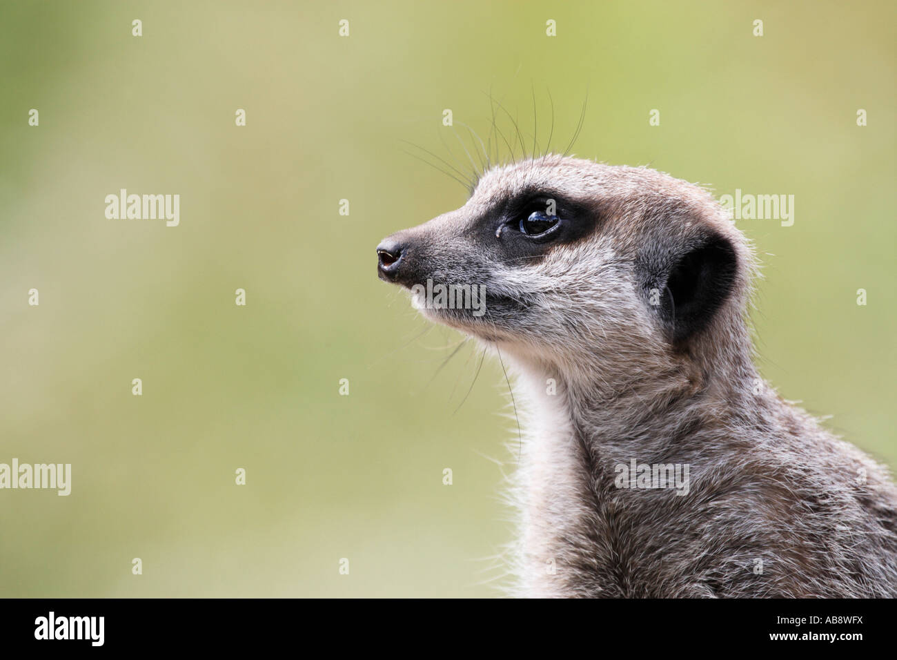 meerkat looking out Stock Photo - Alamy