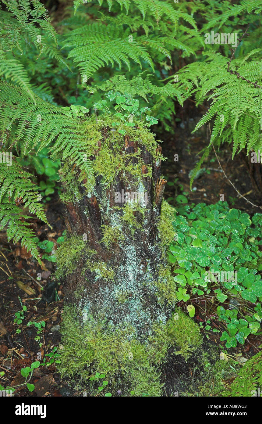 Ferns at Inverewe Gardens Poolewe Wester Ross Scotland Stock Photo - Alamy