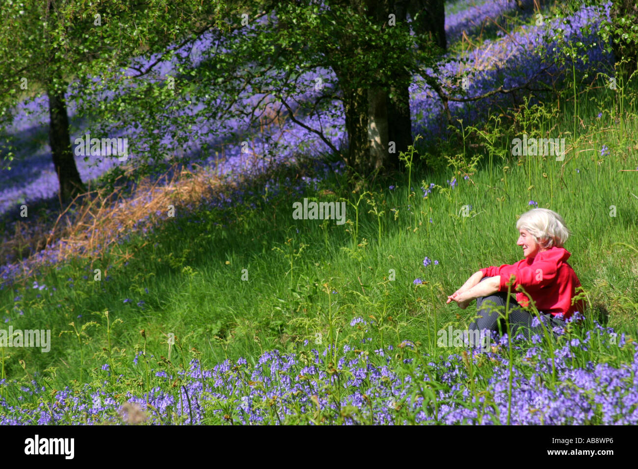 Lady pensioner sitting on hillside amongst bluebells on Malvern Hills ...