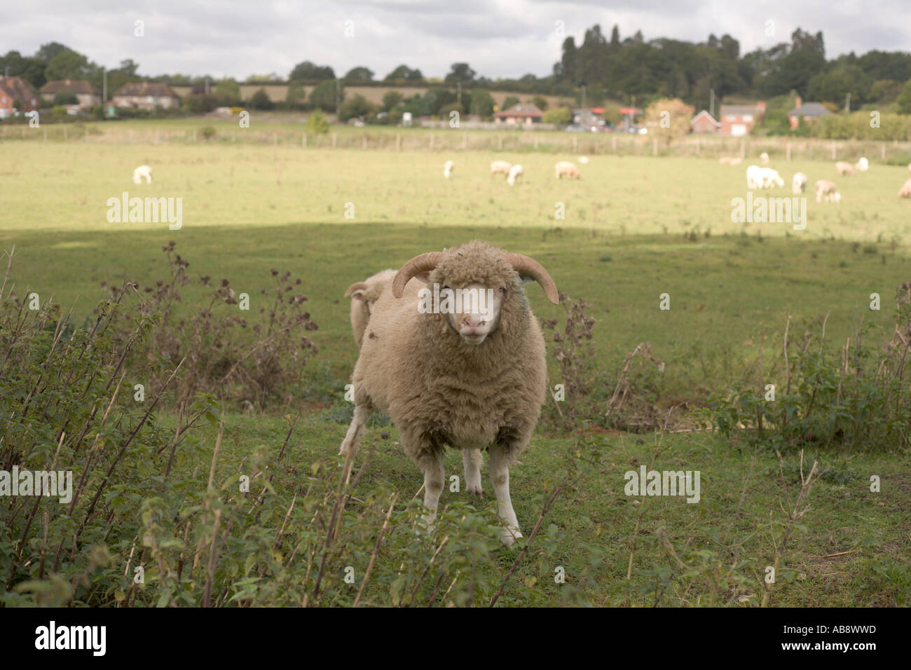 Ram in field Berkshire England UK Stock Photo - Alamy