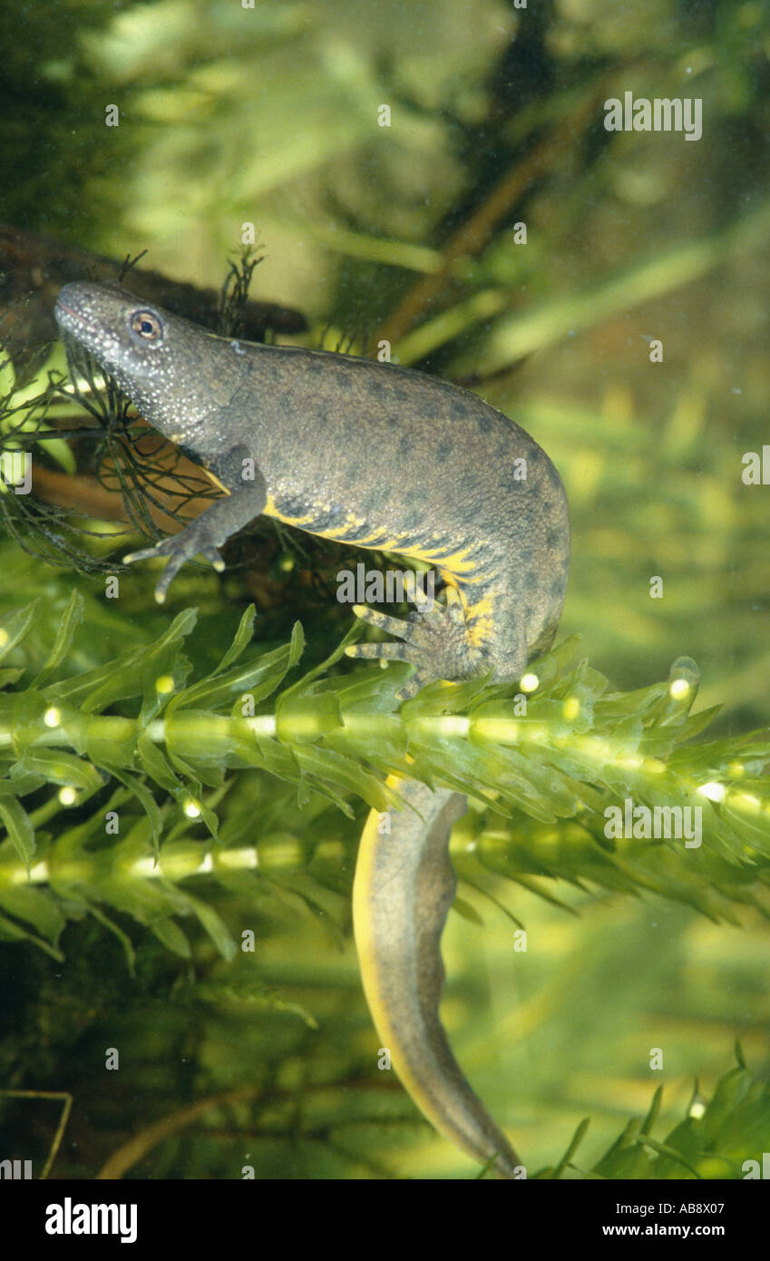 warty newt, crested newt, European crested newt (Triturus cristatus ...
