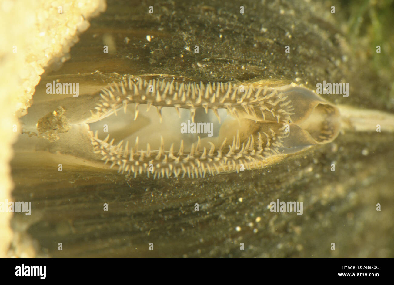 Freshwater mussels breathing hi-res stock photography and images - Alamy