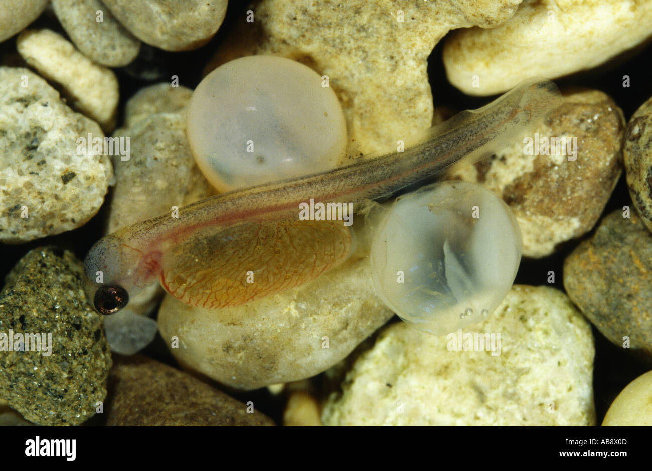 Fish egg larvae hi-res stock photography and images - Alamy