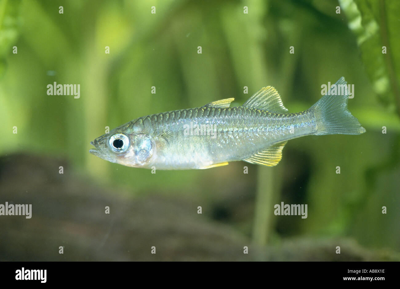 sailfin silverside (Telmatherina bonti), male, Indonesia, Sulawesi, Dec ...