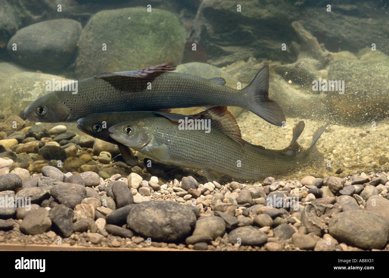 grayling (Thymallus thymallus), spawning over gravel, Germany, Bavaria ...