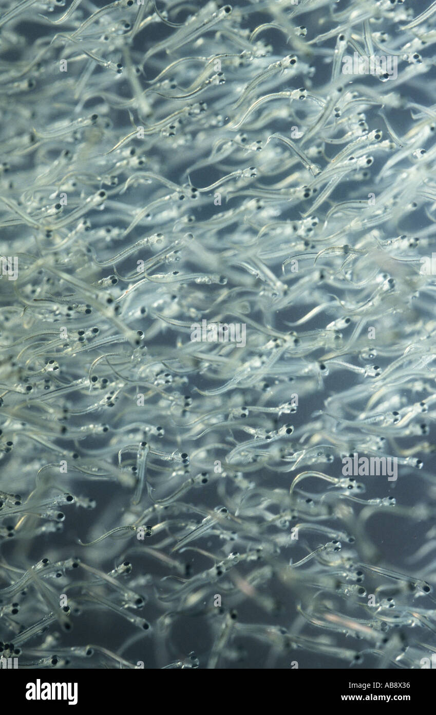 freshwater houting, powan, common whitefish (Coregonus lavaretus ...