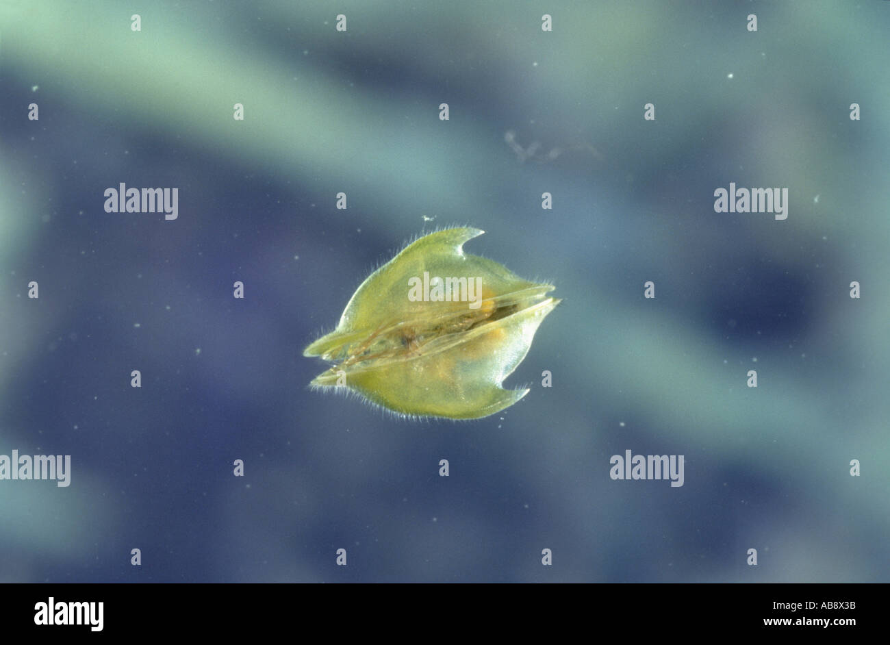 Cypris bispinosa cypris bispinosa hi-res stock photography and images ...