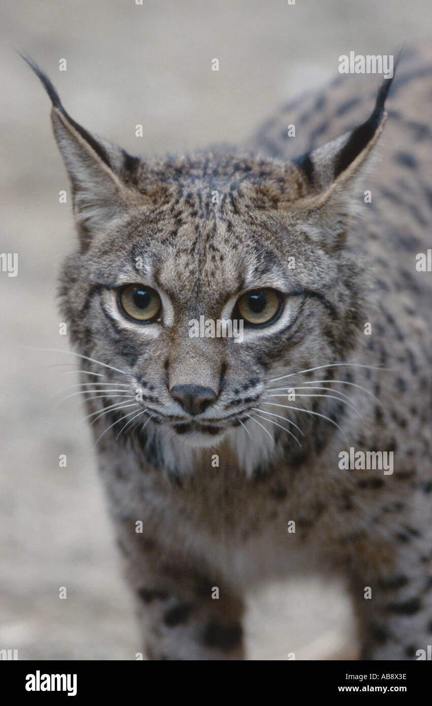Spanish lynx (Lynx pardinus), portrait, Spain, Andalusia Stock Photo ...