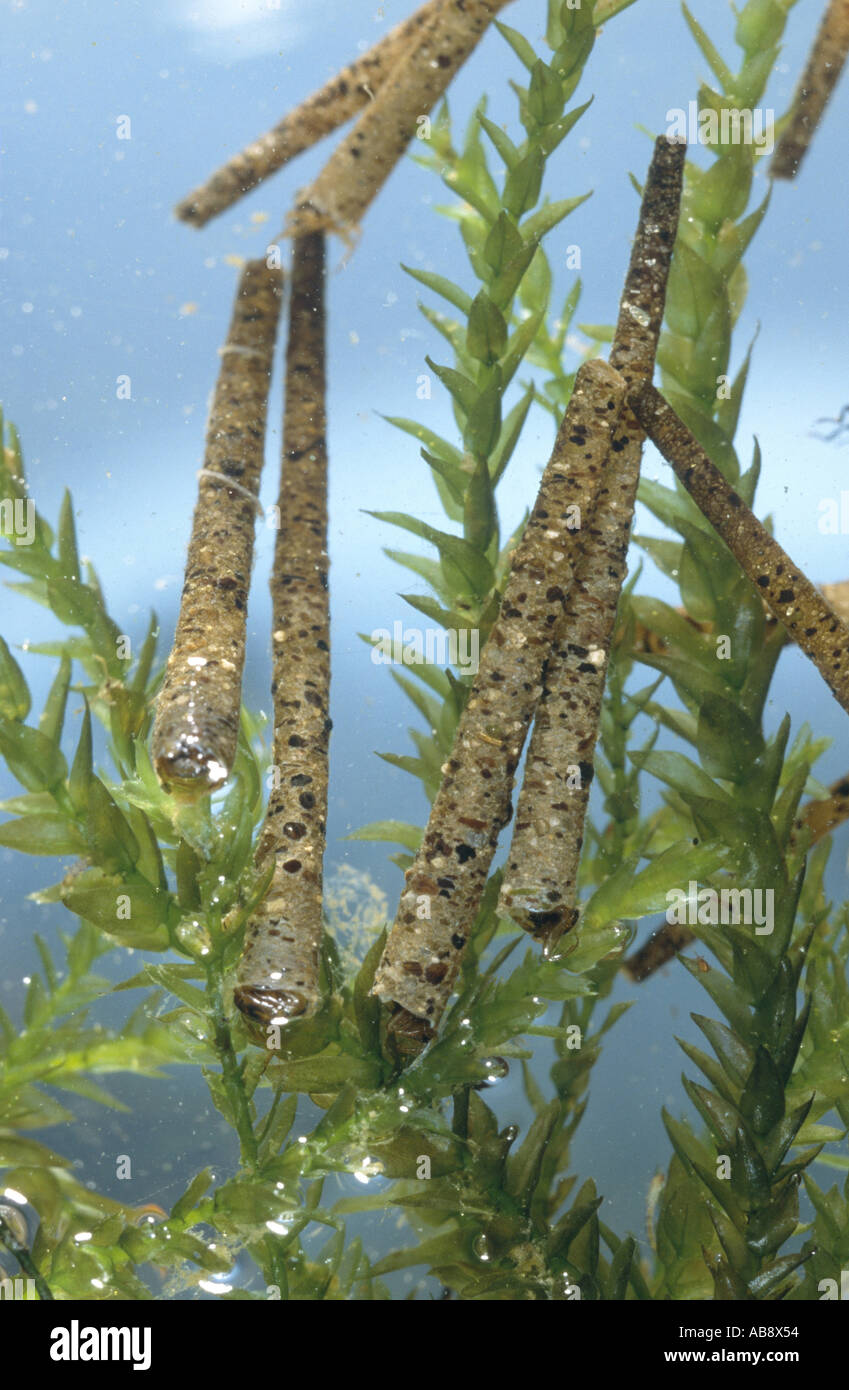 caddis flies (Trichoptera), long caddies at water plant, Germany ...