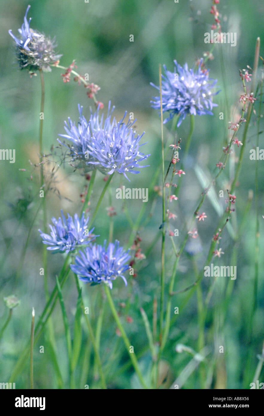 sheep's-bit, sheep's scabious (Jasione montana), blooming Stock Photo ...