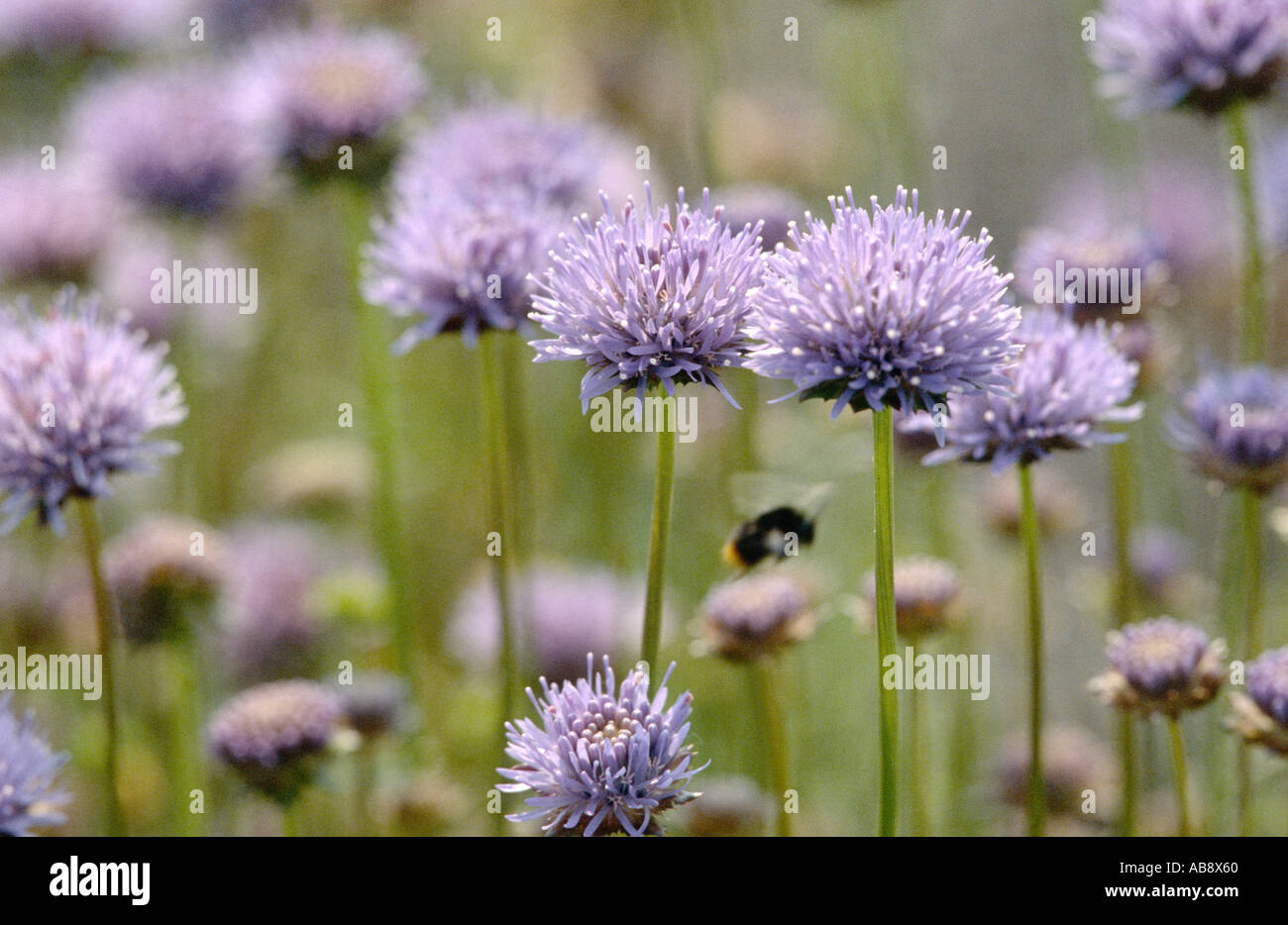 perennial sheep's-bit (Jasione laevis), blooming Stock Photo - Alamy