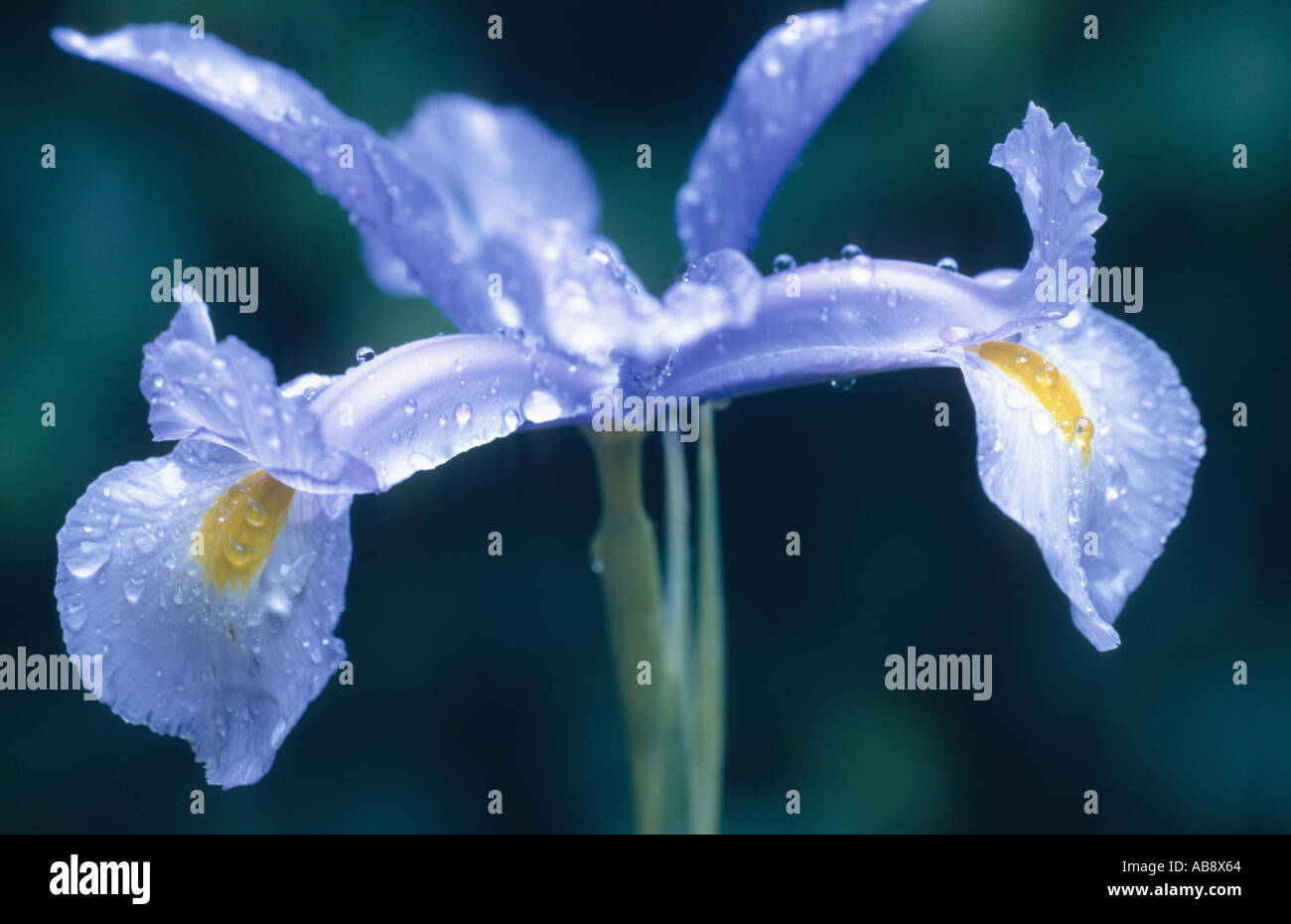iris hybrid (Iris Hybride 'Blue Magic', Iris Hybride Blue Magic ...