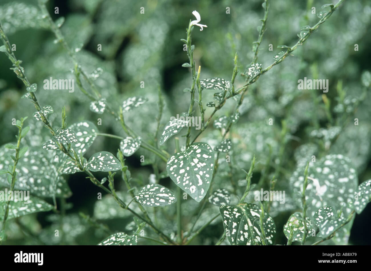 pink polka dot plant, freckle face, measles plant. (Hypoestes ...