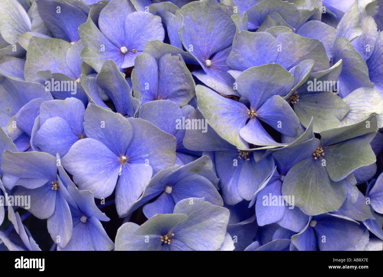 garden hydrangea, lace cap hydrangea (Hydrangea macrophylla), blooming ...
