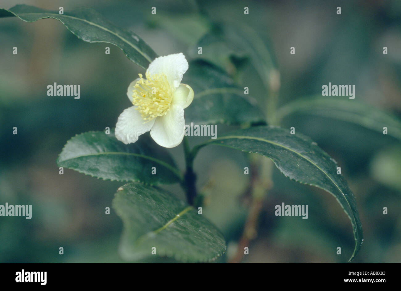 tea plant (Camellia sinensis, Thea sinensis), blooming Stock Photo - Alamy