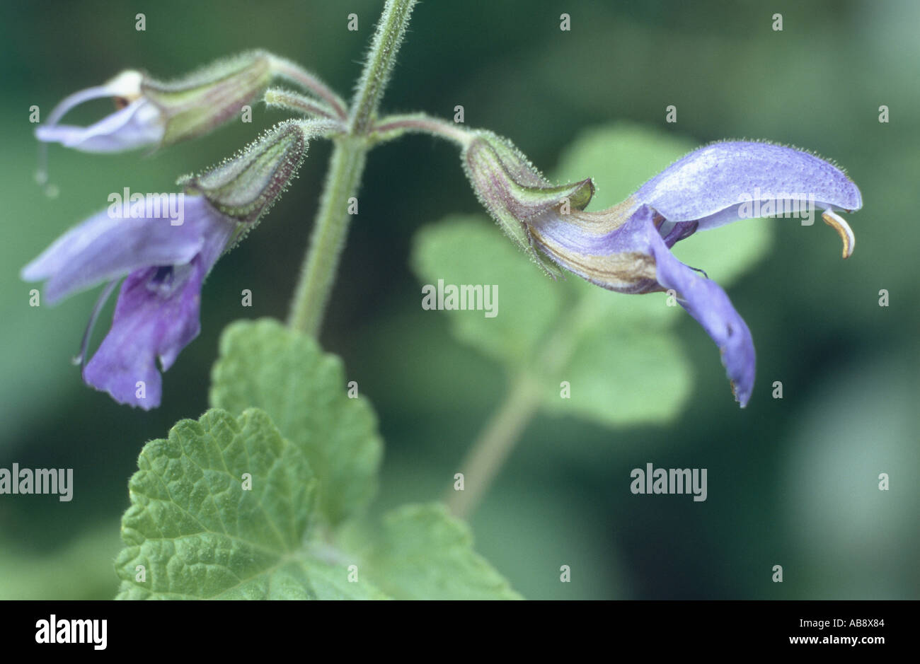 red sage, salvia root (Salvia miltiorrhiza), blooming Stock Photo - Alamy