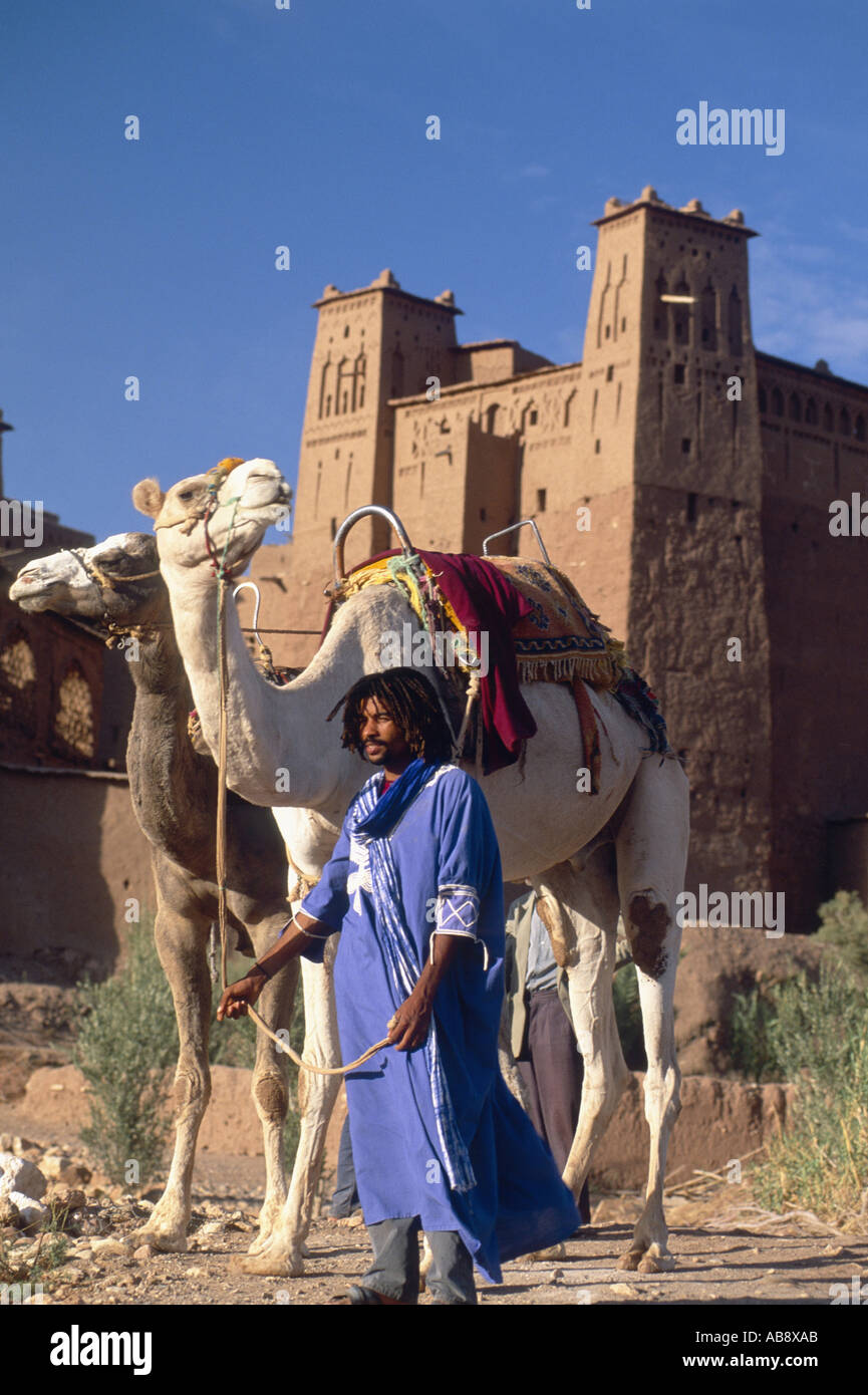 Moroccan bedouin in Dades Valley, holding two camels at the reins ...