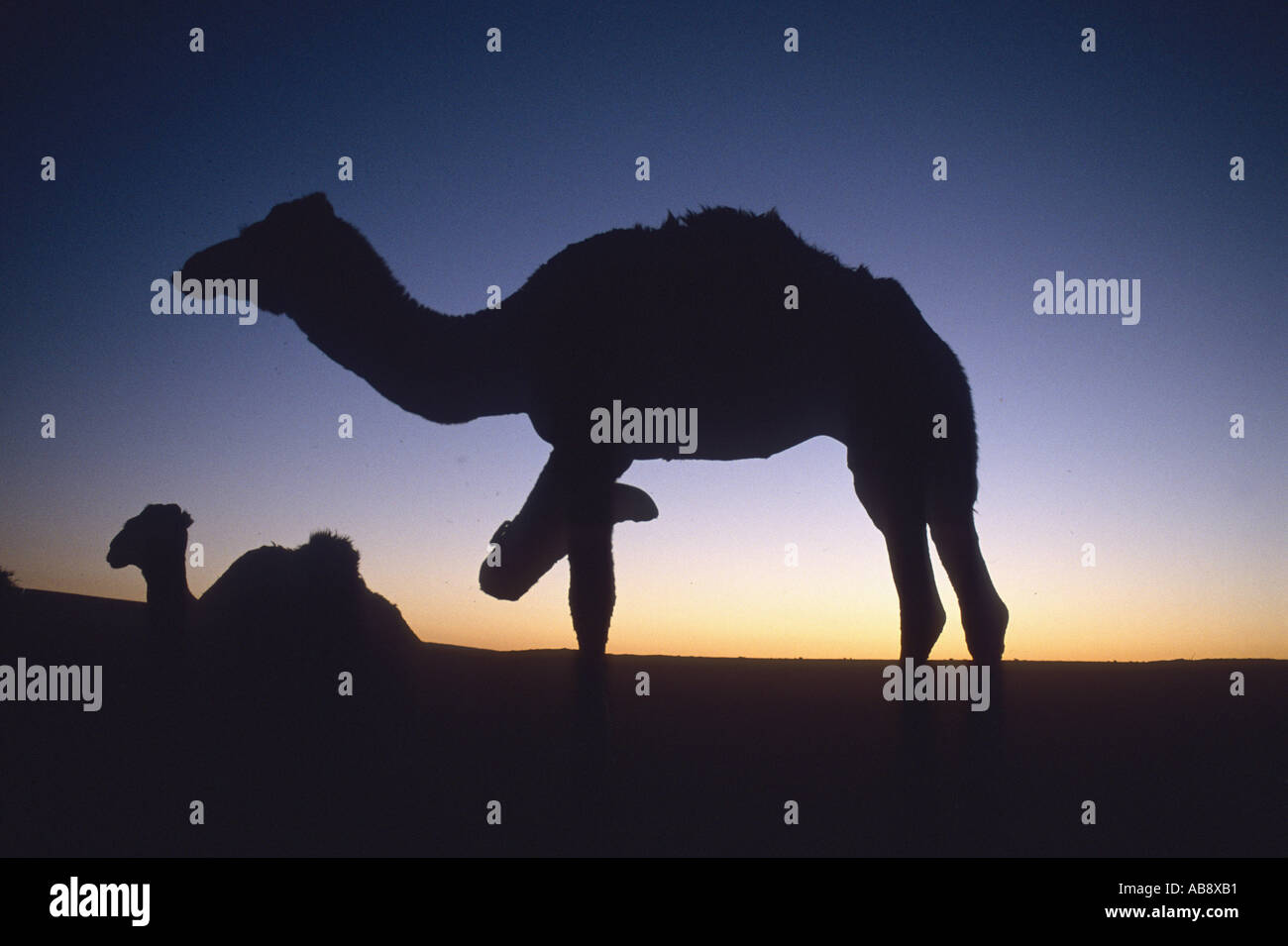 Camel leg legs hi-res stock photography and images - Alamy
