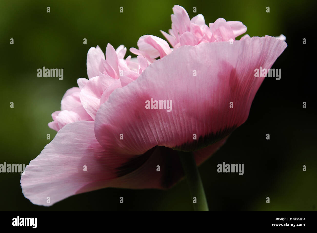 Double poppy flower pink hi-res stock photography and images - Alamy