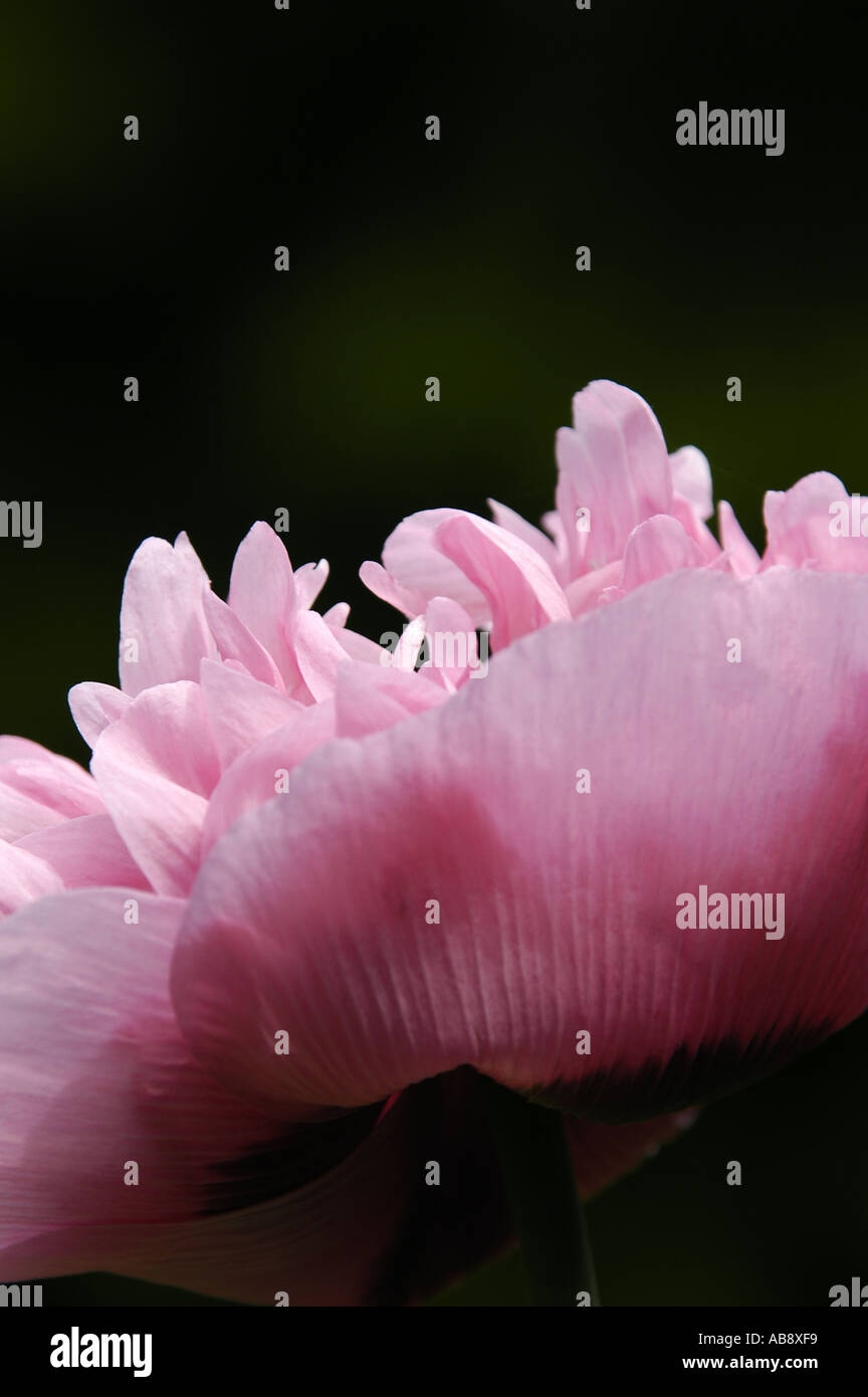 Poppy field portrait hi-res stock photography and images - Alamy
