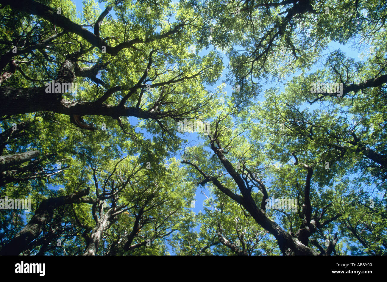 southern beech (Nothofagus spec.), Argentina, Patagonien, Los Glaciares ...
