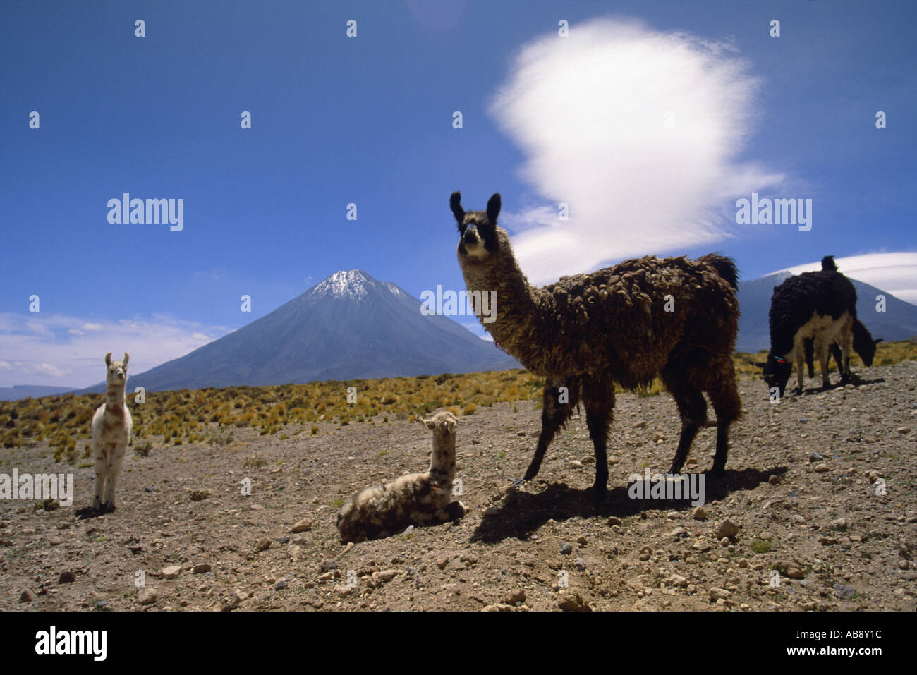 Llama dam hi-res stock photography and images - Alamy