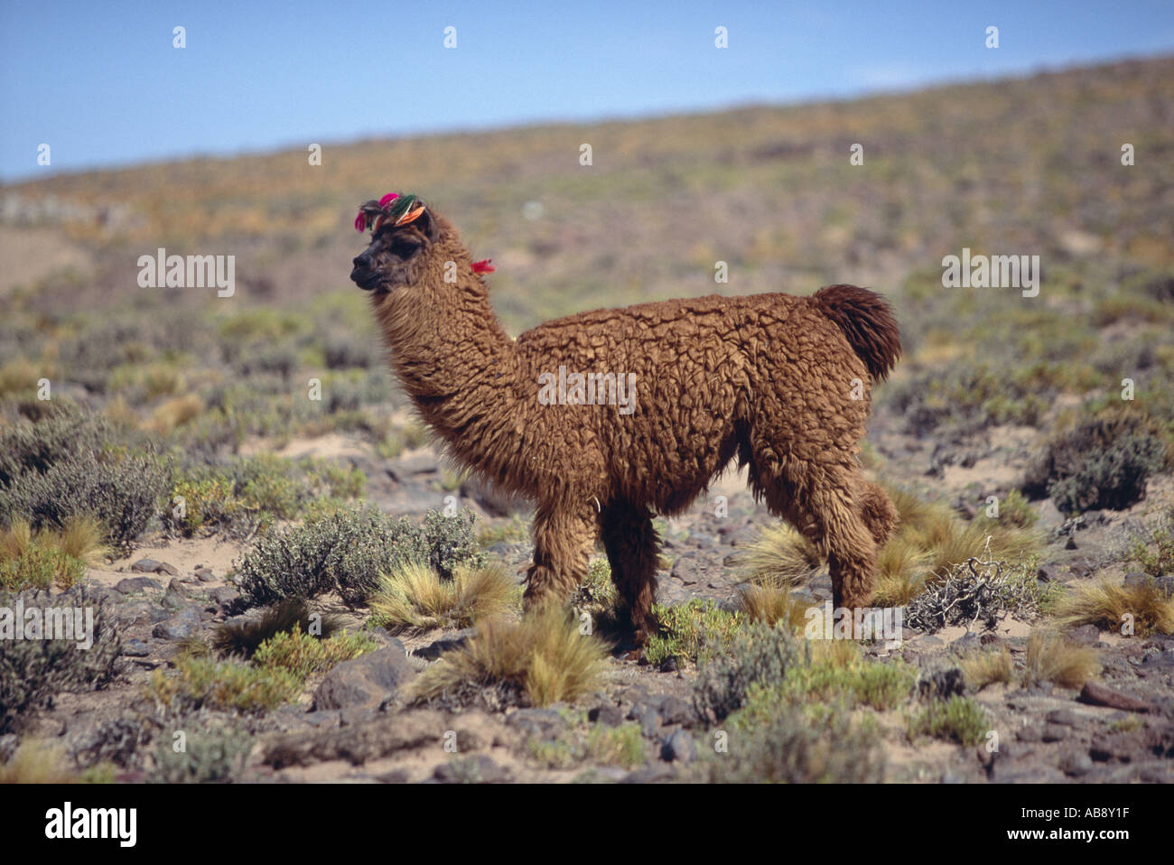 llama (Lama glama), Chile, Region II, Salar de Atacama, Mrz 05 Stock ...