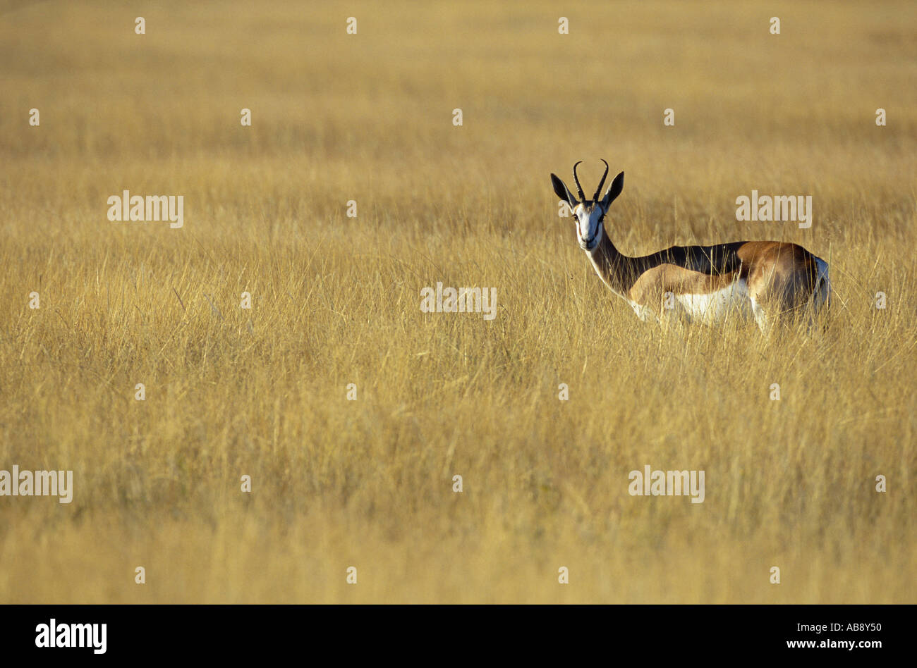 springbuck, springbok (Antidorcas marsupialis), one animal standing in ...