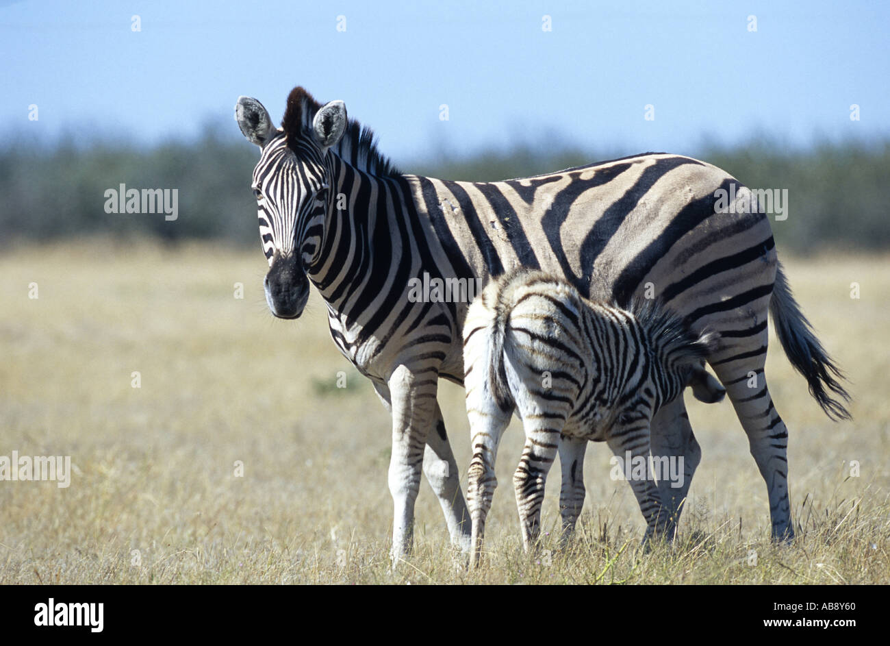 O steppe hi-res stock photography and images - Alamy