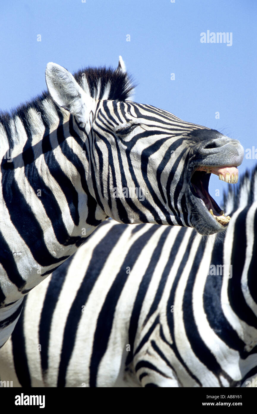 Zebra yawning hi-res stock photography and images - Alamy