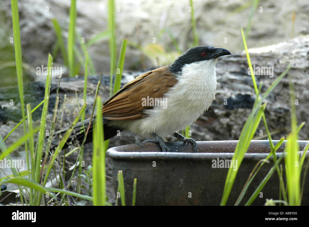 Centropus senegalensis hi-res stock photography and images - Alamy