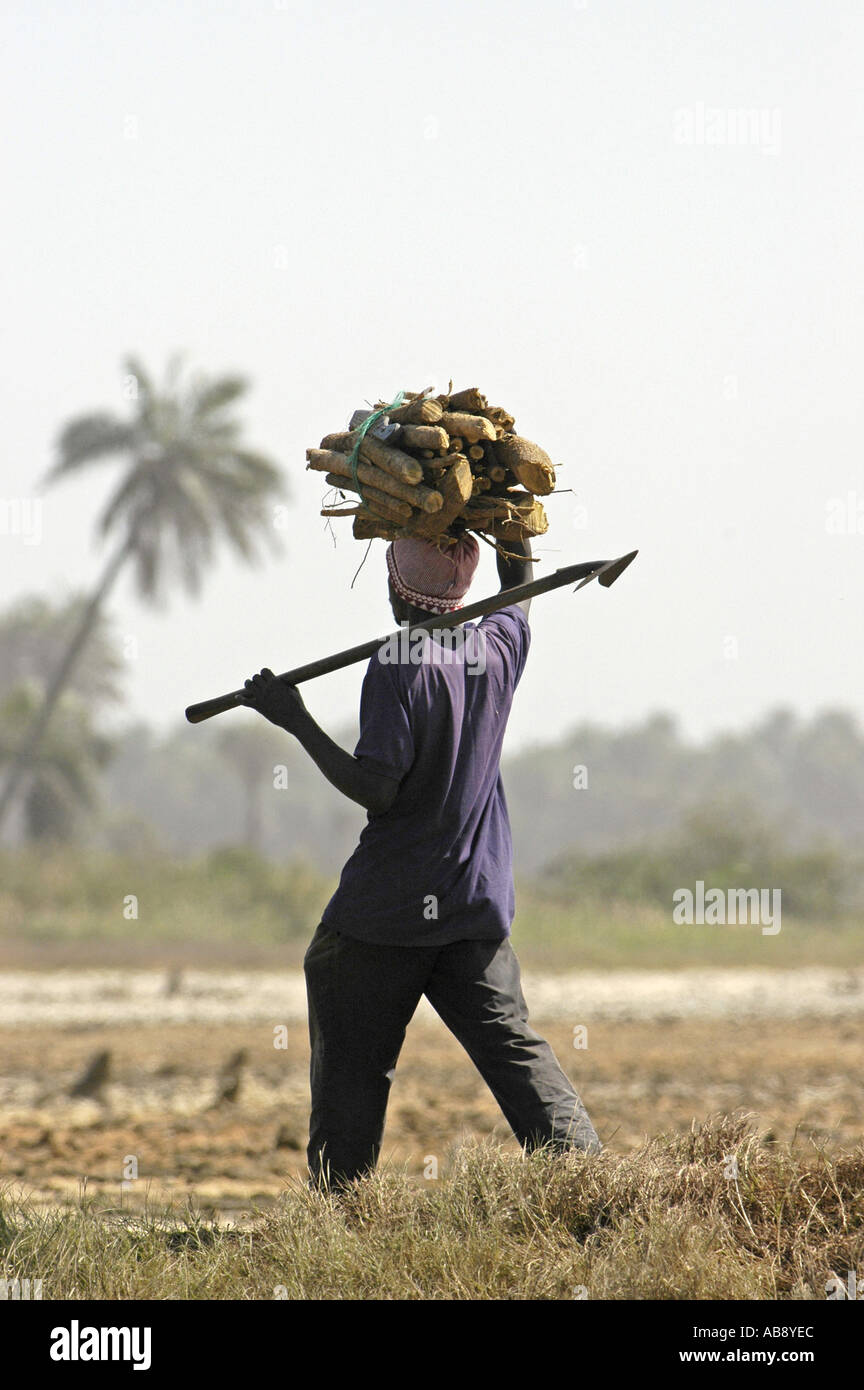 senegalese man carries firewood, man collecting firewood for cooking ...