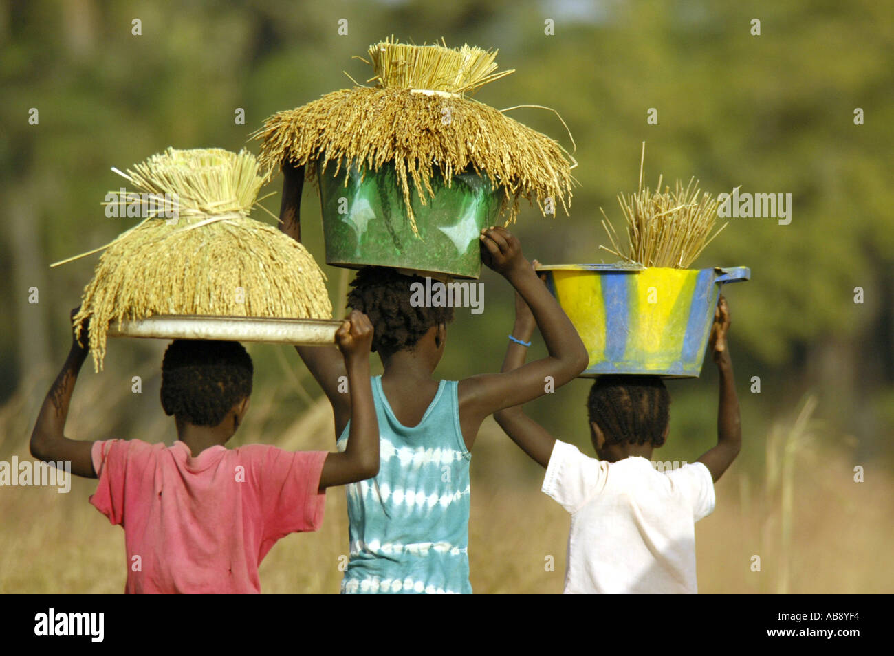 senegalese children, children helping during rice harvest, Senegal ...