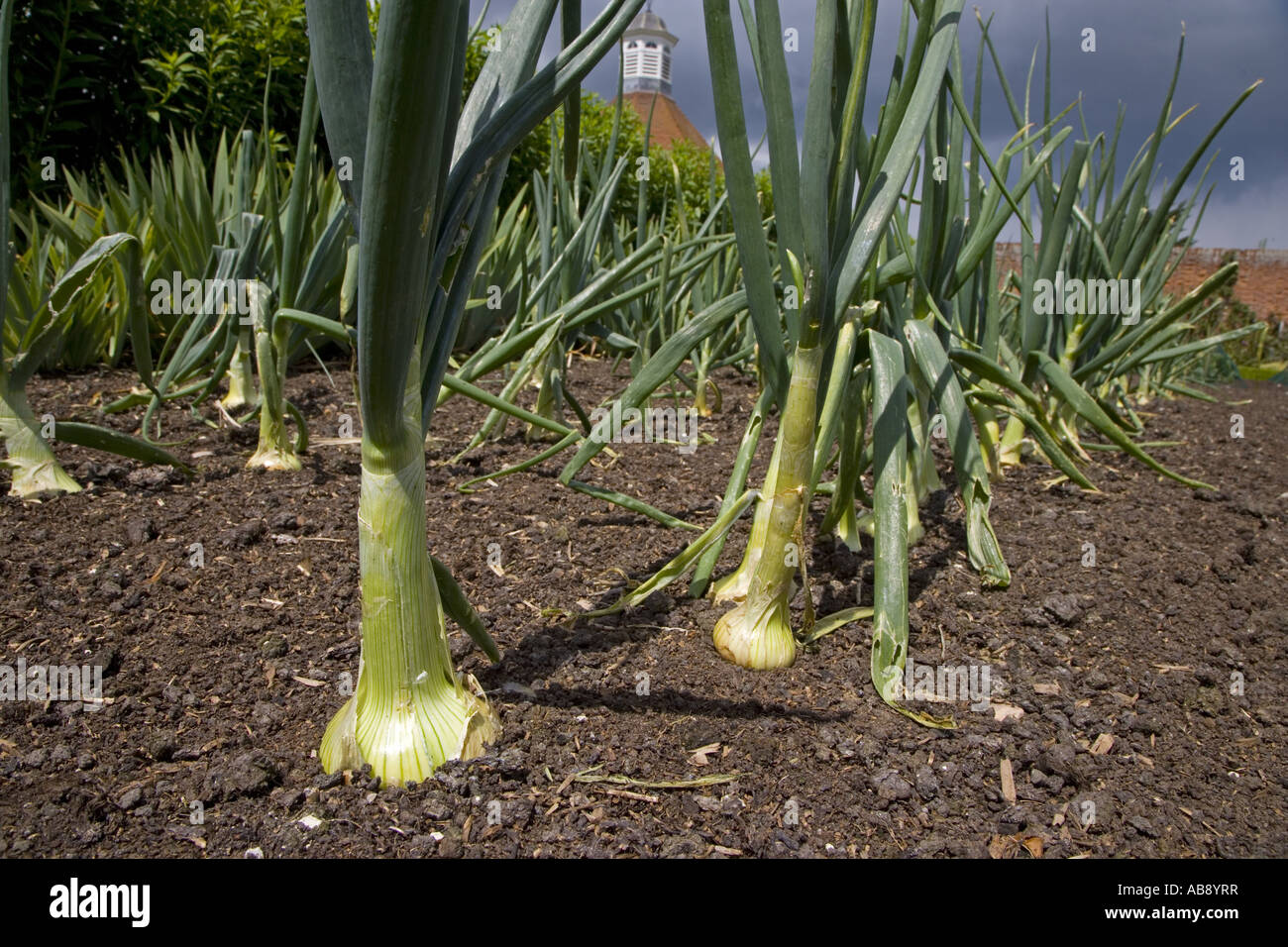 Healthy vegatable hi-res stock photography and images - Alamy