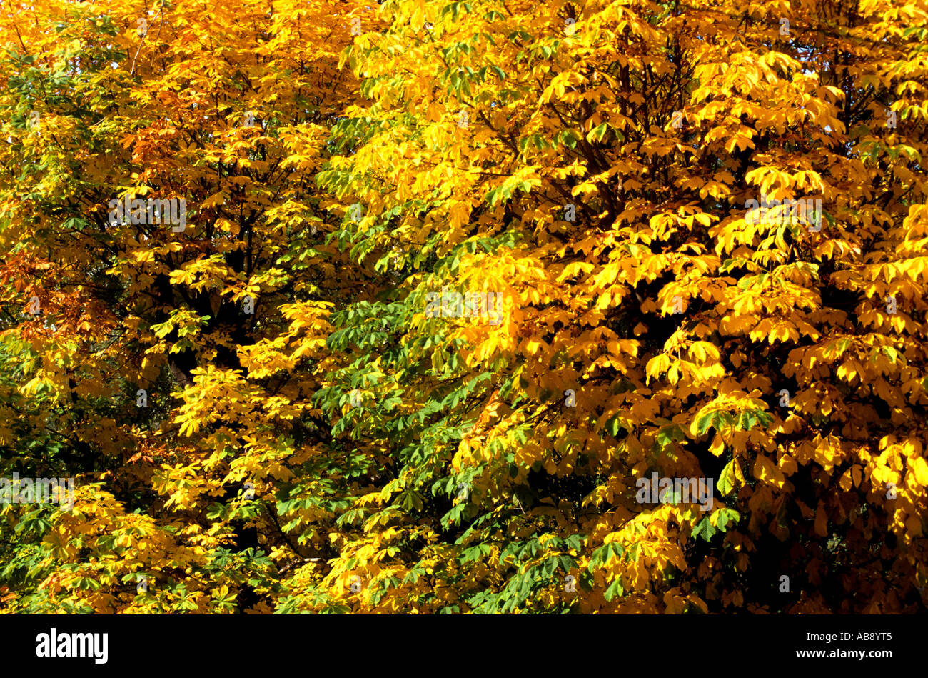 Wald nature landscape hi-res stock photography and images - Alamy
