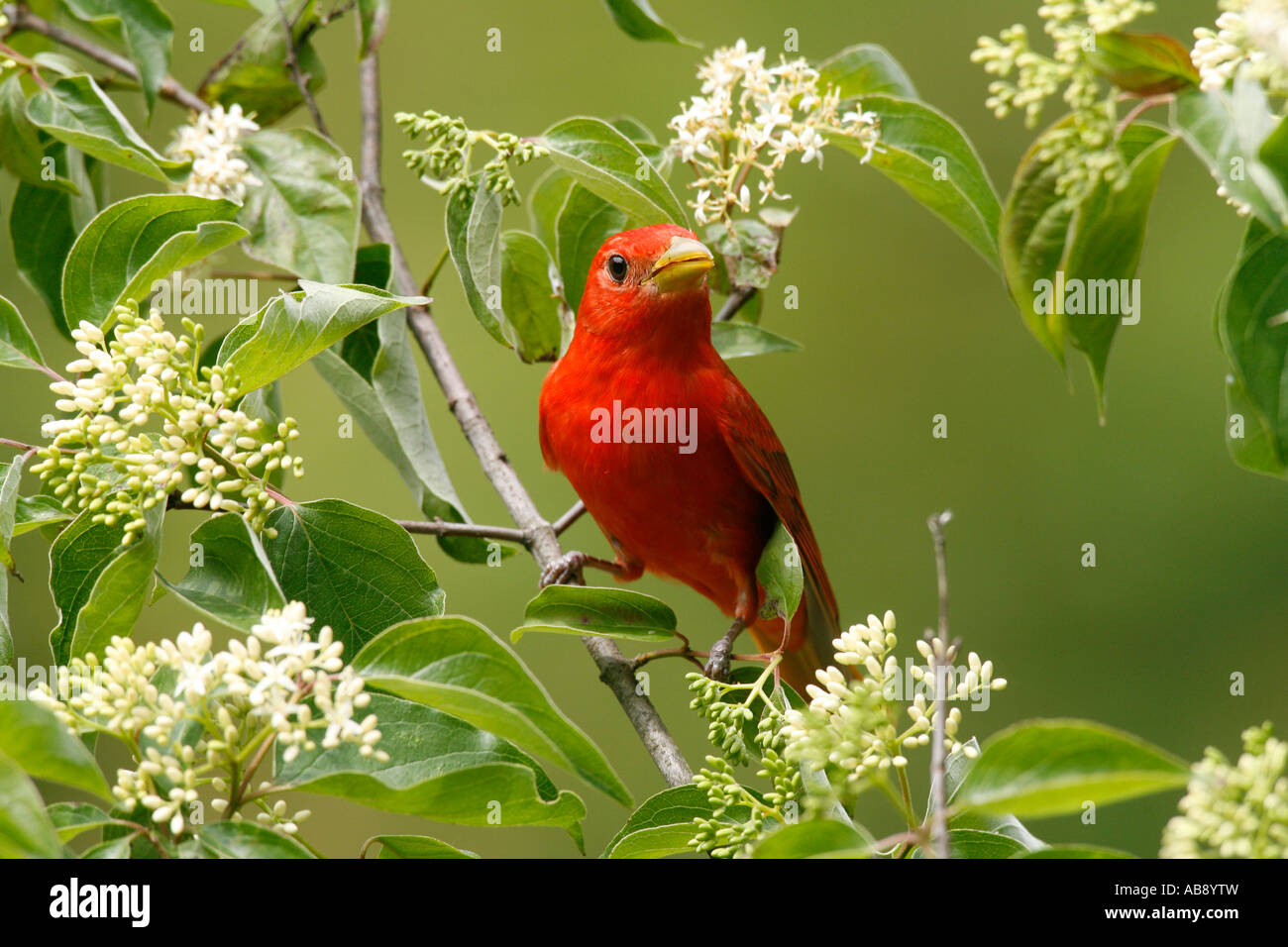 Summer tanager hi-res stock photography and images - Alamy