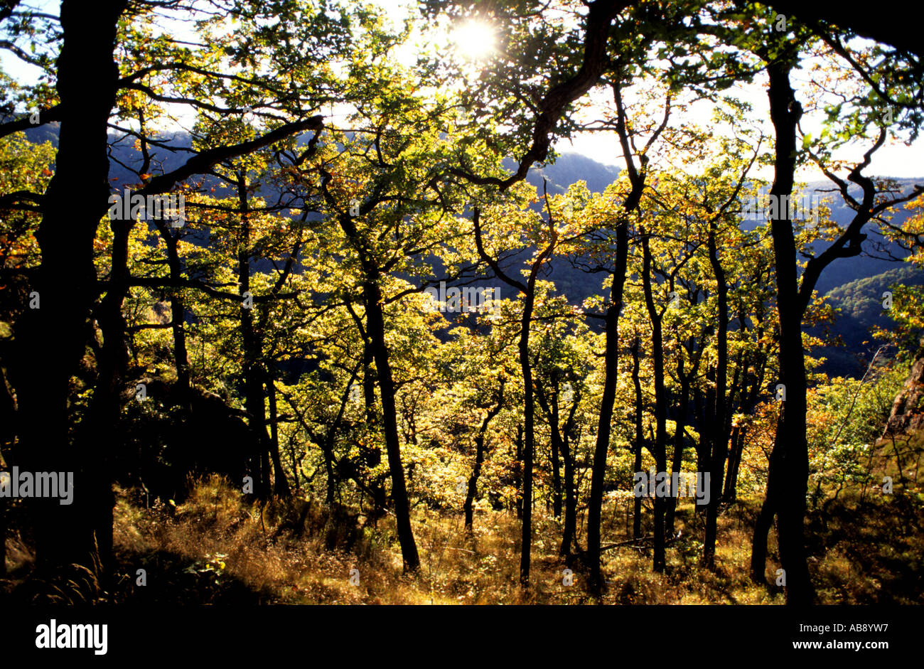 Germany Thuringia Thuringian Wald Wood Trees Vegetation Wald nature ...